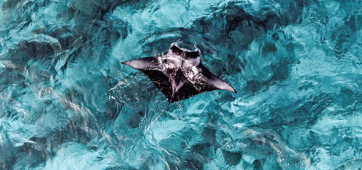 Nature Amplified | Fari Islands | Enter A World of Island Artistry